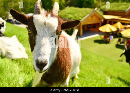 Goats graze on the grassy roof of Al Johnson's Swedish Restaurant and ...