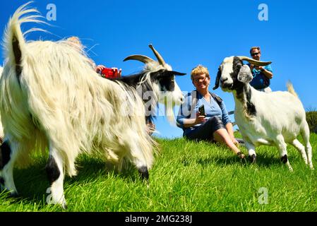Goats graze on the grassy roof of Al Johnson's Swedish Restaurant and ...