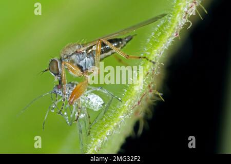 Platypalpus sp. Hybotidae commonly known dance flies with hunted Thrips ...