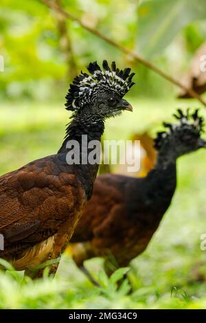 Female, rufous morph, Great curassow (Crax rubra) foraging at the ...
