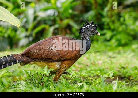 Costa Rica, Arenal. Great Curassow (Crax rubra) female Stock Photo - Alamy