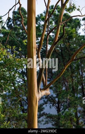 Colorful Rainbow Eucalyptus Trees, Eucalyptus deglupta, growing at the ...