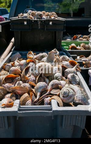 Fisherman's truck loaded with bins of freshly caught Conch, Chatham ...