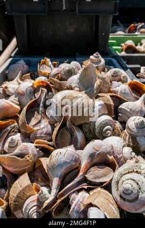 Fisherman's truck loaded with bins of freshly caught Conch, Chatham ...