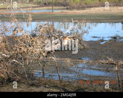 Katrina - Casualties and Graphic Images - 26-HK-438-21. Dead Animals ...