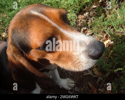 Animals - 26-HK-59-3. close-up of dog in grass--050913. Hurricane ...