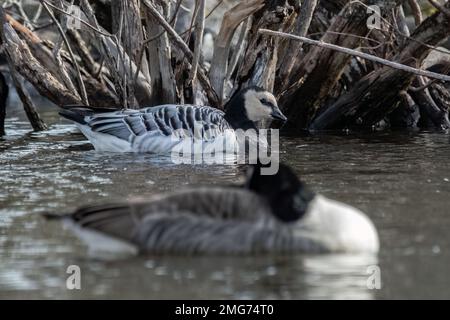 A Barnacle Goose with Canada Geese in Woburn, Massachusetts in ...
