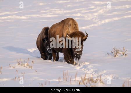 American Bison calf in winter Stock Photo - Alamy