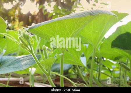 bottle guard farm on field for harvest Stock Photo - Alamy