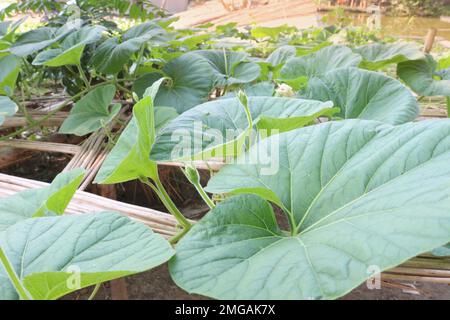 bottle guard farm on field for harvest are cash crops Stock Photo - Alamy