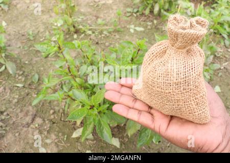 Lemon basil tree farm with money bag on field for harvest Stock Photo ...