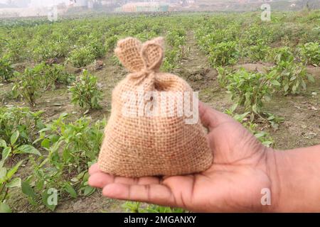 Lemon basil tree farm with money bag on field for harvest Stock Photo ...