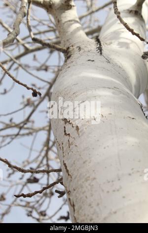 Looking up through the branches of an Aspen tree in the fall Stock ...