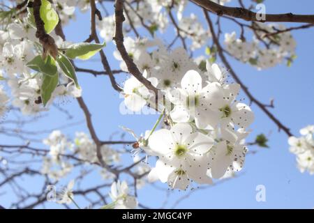 Little white popcorn tree blossoms Stock Photo - Alamy