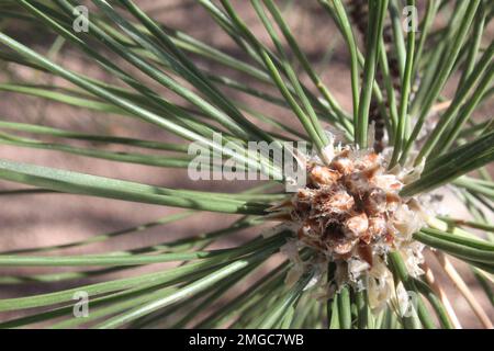 Pinecones in a bushy spikey pine tree Stock Photo - Alamy