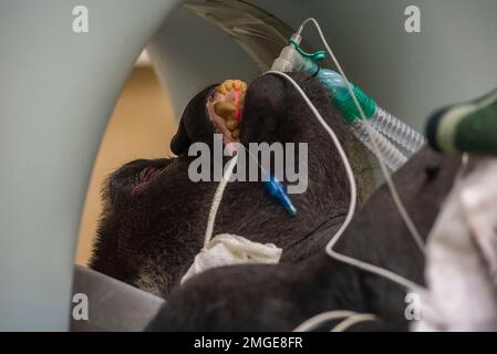 Makokou, a 35-year-old male Western Lowland gorilla from the ...