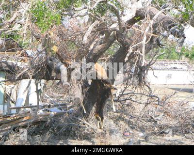 Katrina - Casualties and Graphic Images - 26-HK-438-4. Human Body in ...
