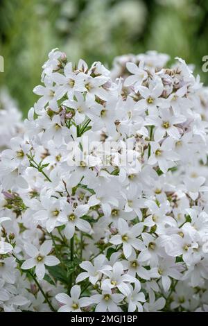 Campanula lactiflora Assendon Pearl, milky bellflower Assendon Pearl ...