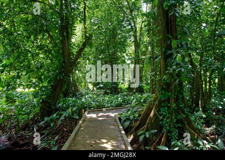 French Polynesia, Raiatea: Mape Forest, Tahitian chestnut in the Faaroa ...