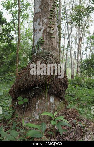 a large old tree with aerial roots Stock Photo - Alamy