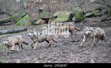 Cleebronn, Germany. 24th Jan, 2023. A wolf runs waiting for food ...