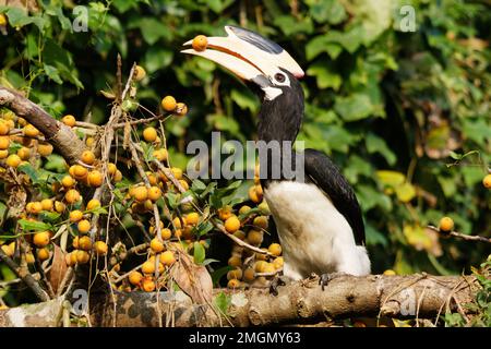 Asian pied hornbill on ground tossing food closeup shot of a beautiful ...