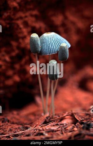 Little Helmet (Coprinellus disseminatus) en automne, Provence, France ...