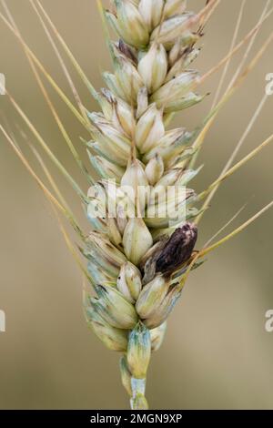 botany, fungi, ergot (Claviceps purpurea), sclerotia on rye, Germany ...