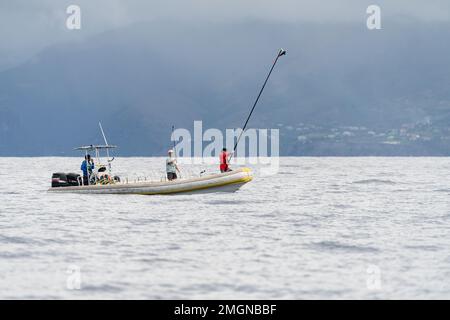 Sperm Whale (Physeter macrocephalus) researchers spotting whales from ...