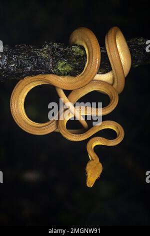 Grenada tree boa (Corallus grenadensis), Union island, Saint Vincent ...