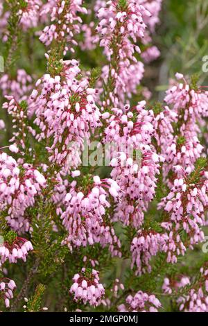 Mediterranean Heather (Erica multiflora), flowers Stock Photo - Alamy