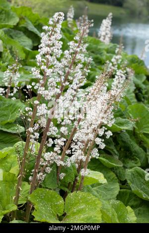 Inflorescences of butterbur, pestilence wort, Petasites hybridus ...
