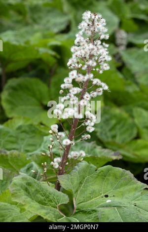 Inflorescences of butterbur, pestilence wort, Petasites hybridus ...