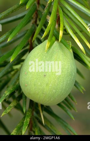 Torreya, evergreen tree with fruit. Evergreen trees with needle-like ...