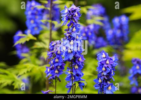 Blue Blooming Delphinium , a genus in the Ranunculaceae family Stock ...