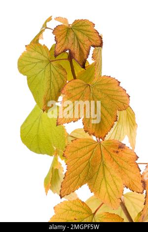 Autumn leaves of golden currant on a white background. copyspace of ...