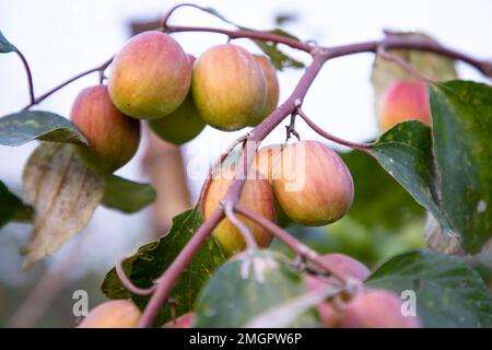 Red jujube fruits or apple kul boroi on a branch in the garden. Shallow ...