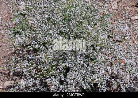 German Statice (Goniolimon tataricum Stock Photo - Alamy