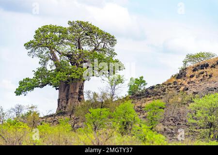 African baobab (Adansonia digitata) at Shingwedzi, Kruger NP, South ...