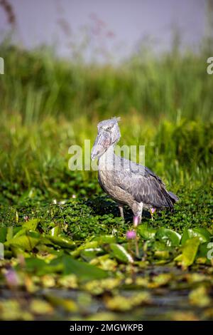 Shoebill (Balaeniceps rex) in the swamps of Mabamba between Papyrus ...