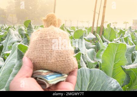 money bag with back note on cabbage farm this is cash crops Stock Photo ...