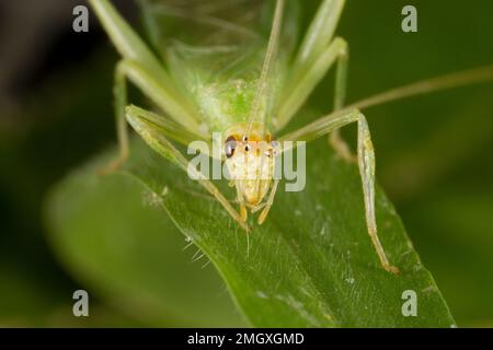 Tree Cricket male, Oecanthus sp., Gryllidae Stock Photo - Alamy