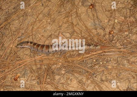 Madrean Alligator Lizard Elgaria kingii nobilis Santa Catalina ...