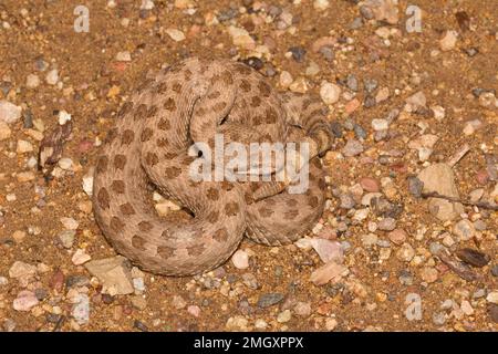 Twin-spotted Rattlesnake, Crotalus pricei, Viperidae Stock Photo - Alamy