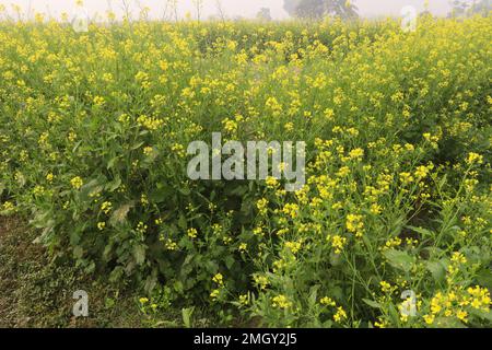 yellow colored mustard flower on farm for harvest Stock Photo - Alamy