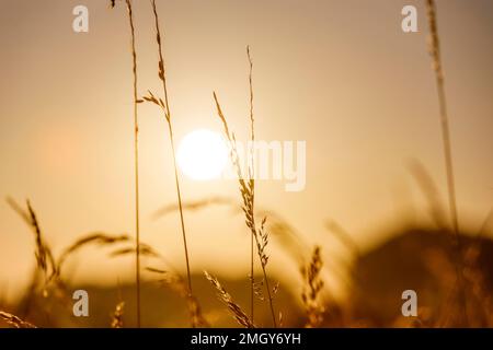 Forest Gate local area photography, London, UK, England Stock Photo - Alamy