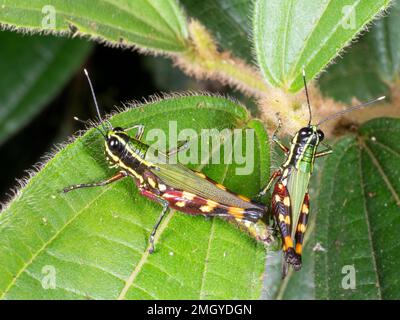 Rainforest grasshoppers (Acrididae) mating. In the Ecuadorian Amazon ...