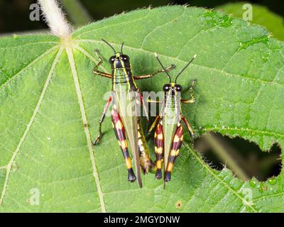 Grasshoppers mating in rainforest, Orellana province, Ecuador Stock ...