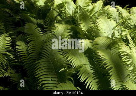 ferns growing in spring wisley surrey england Stock Photo - Alamy