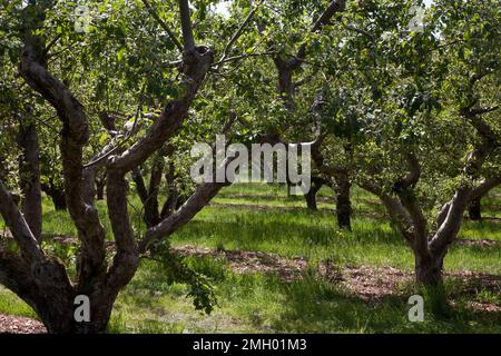 apple trees in spring wisley surrey england Stock Photo - Alamy